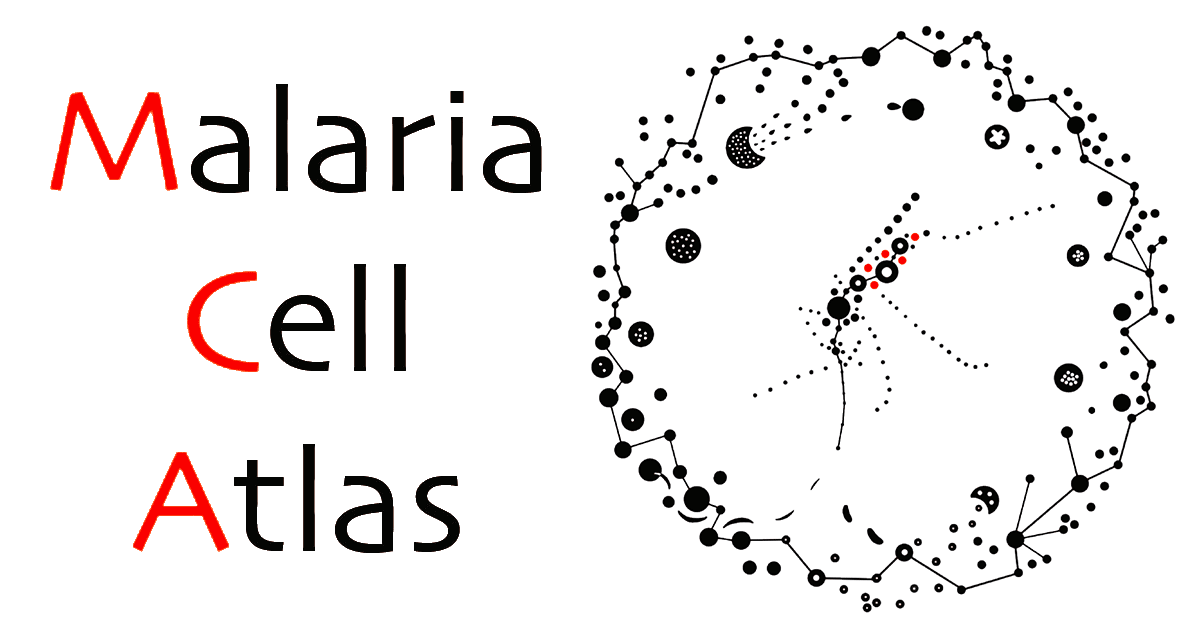 Home page - Malaria Cell Atlas