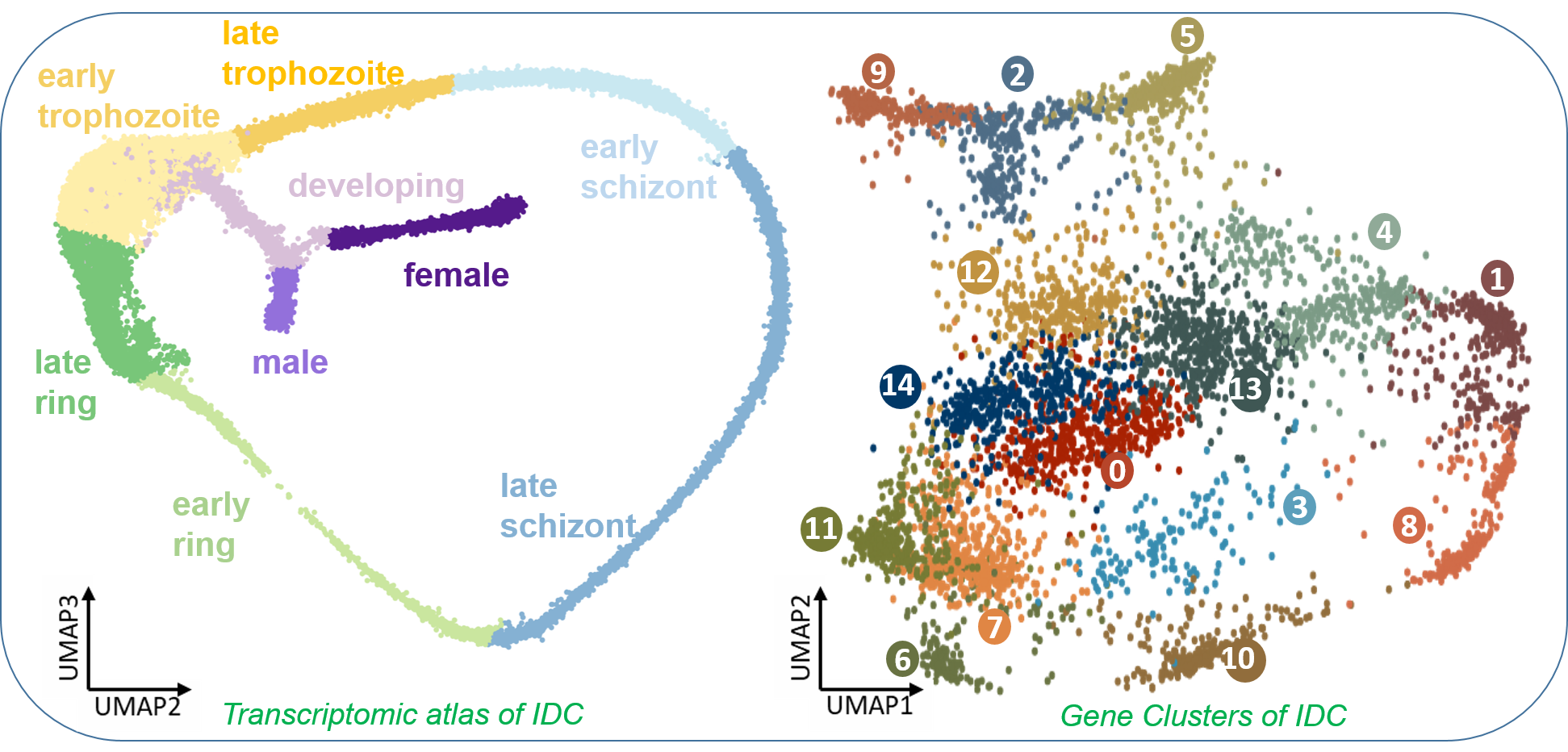 Home page - Malaria Cell Atlas